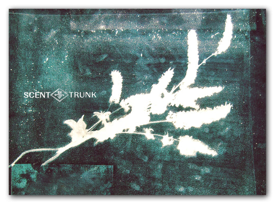 Scent Trunk - Personalized Perfume and Indie Fragrances